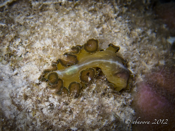 Polyclad Flatworm | Project Noah