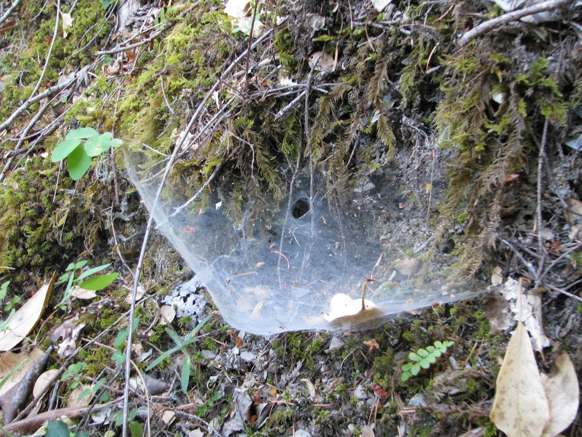 Tunnel Spider | Project Noah