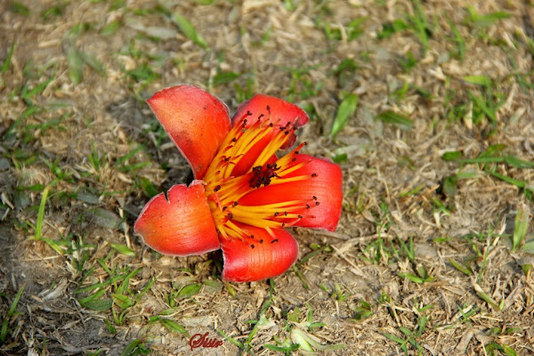 Cotton tree or Semal | Project Noah