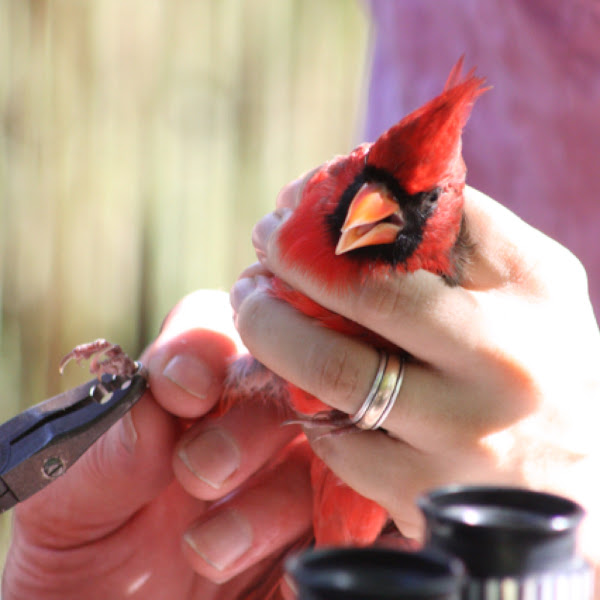 Northern Cardinal | Project Noah