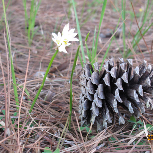 False garlic | Project Noah
