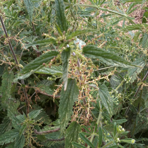 Nettle | Project Noah