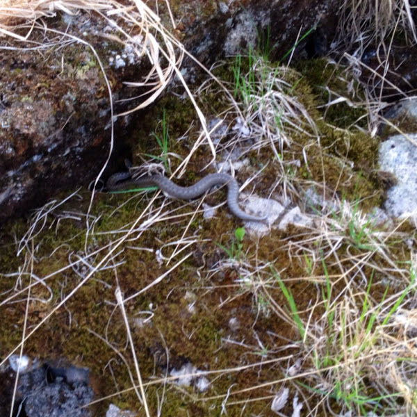 Viper | Project Noah