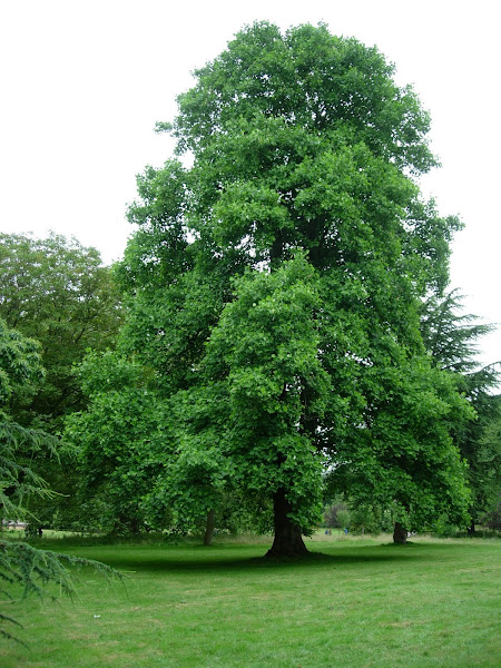 Tulípero de Virginia. Tulip tree | Project Noah