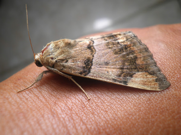 Castor semi looper | Project Noah