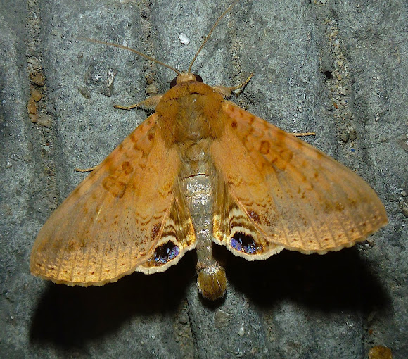 Noctuid Moth | Project Noah