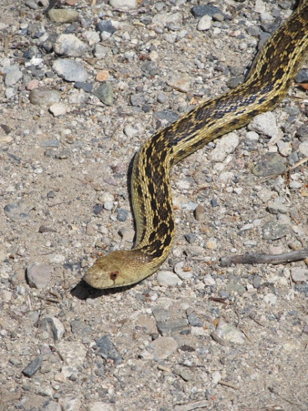 Gopher Snake | Project Noah