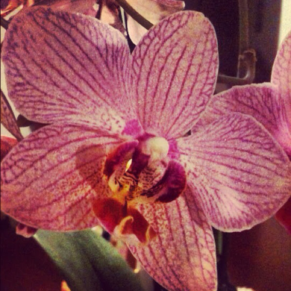 Orchid | Project Noah