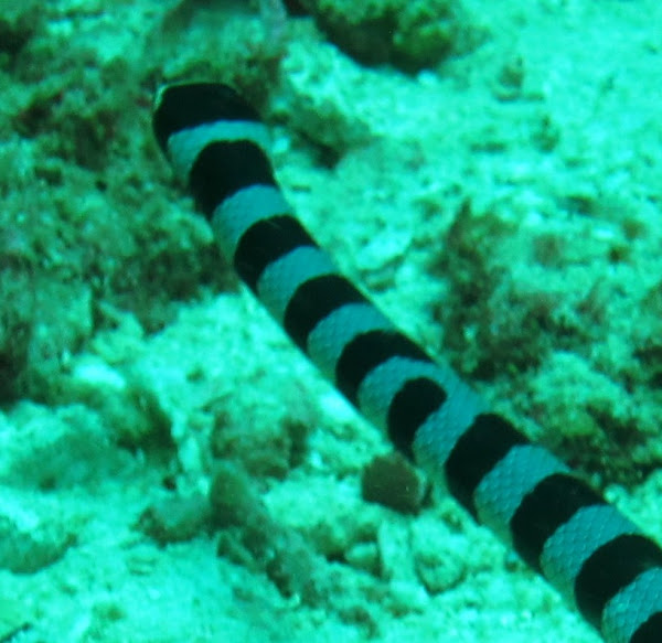 Colubrine Sea Krait,Yellow Lipped Sea Krait, Banded Sea Krait | Project ...