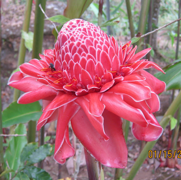 Torch Ginger | Project Noah