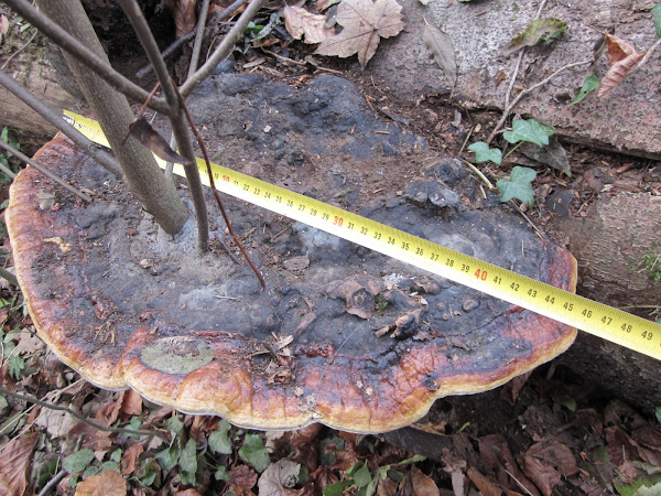 "giant" red banded polypore | Project Noah