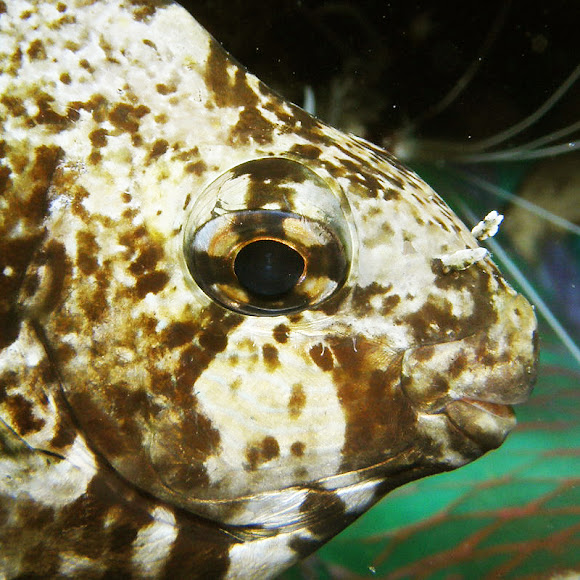 Marbled spinefoot | Project Noah