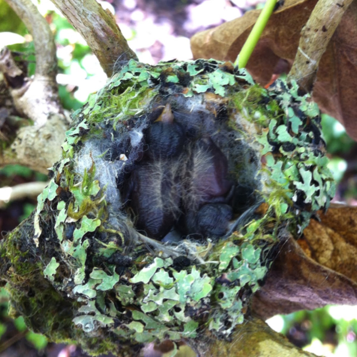 Anna's Hummingbird Hatchlings | Project Noah
