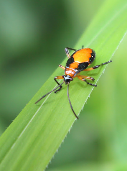 Hemipteran Nymph | Project Noah