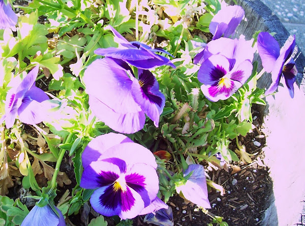 Pansies | Project Noah