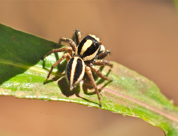Large Jumping Spider | Project Noah