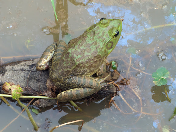 American Bullfrog | Project Noah