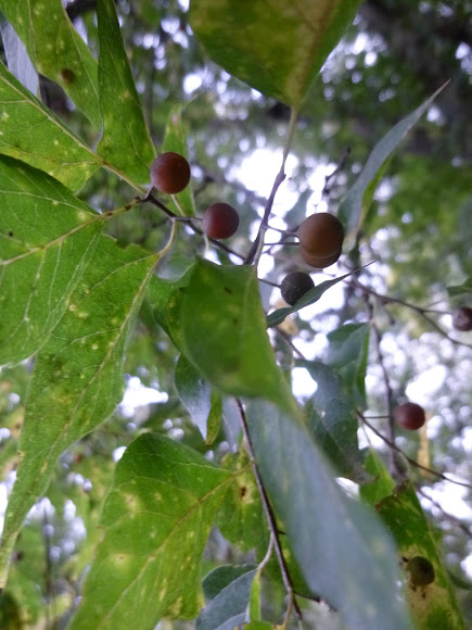 Southern Hackberry | Project Noah