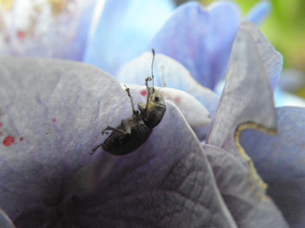 Fuller Rose Weevil | Project Noah