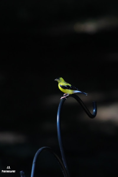 American Goldfinch | Project Noah