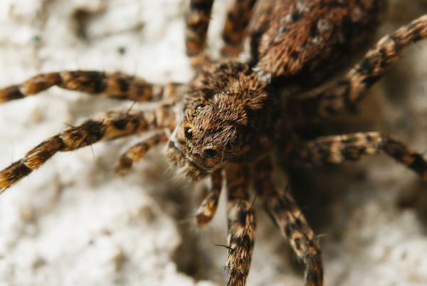 Tiger wolf spider | Project Noah