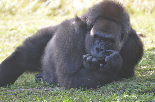 Gorilla | Project Noah