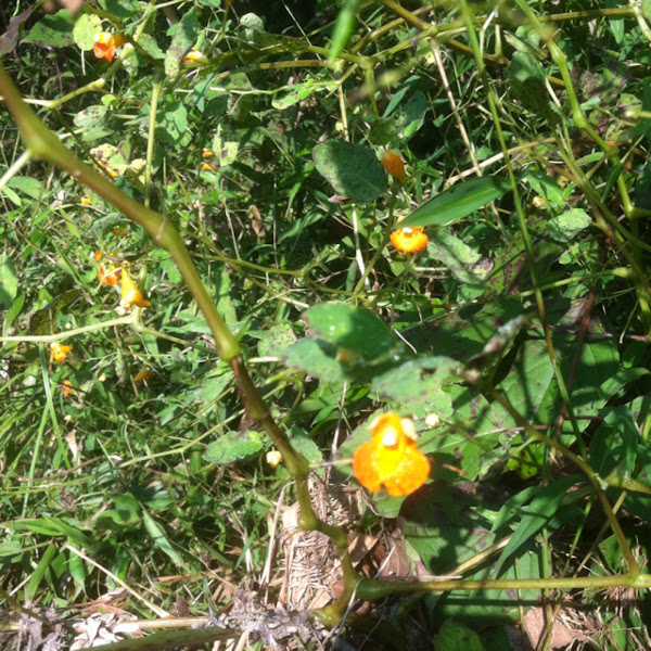 Spotted Touch-me-not | Project Noah