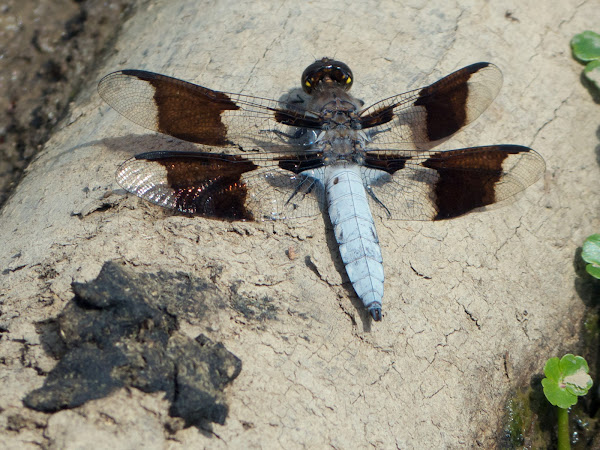 Common Whitetail dragonfly (male) | Project Noah