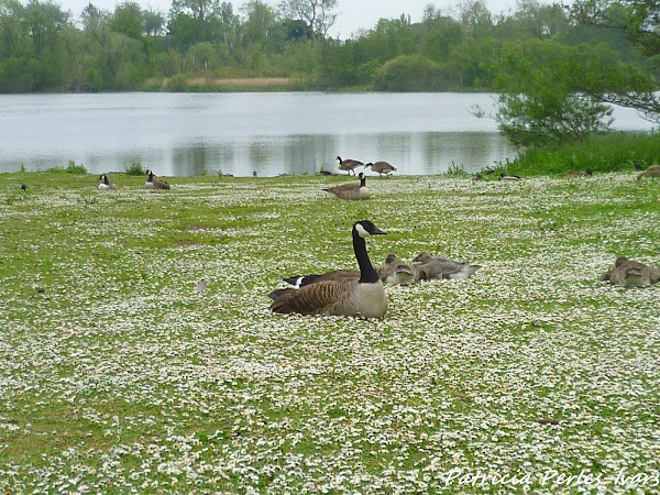 Canada Goose | Project Noah