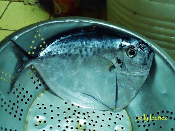 Moonfish | Project Noah