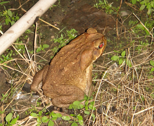 Cane Toad | Project Noah