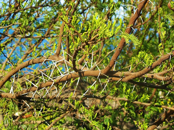 Acacia karoo Hayne | Project Noah