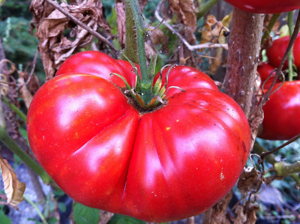 Tomato | Project Noah