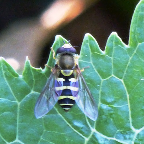 Hover Fly | Project Noah