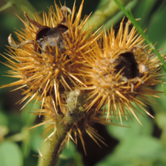 Buffalo Bur seed pods | Project Noah