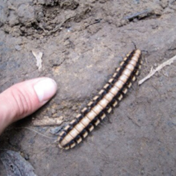 Python Millipede | Project Noah