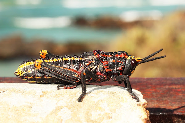 Koppie Foam Grasshopper (Immature) | Project Noah