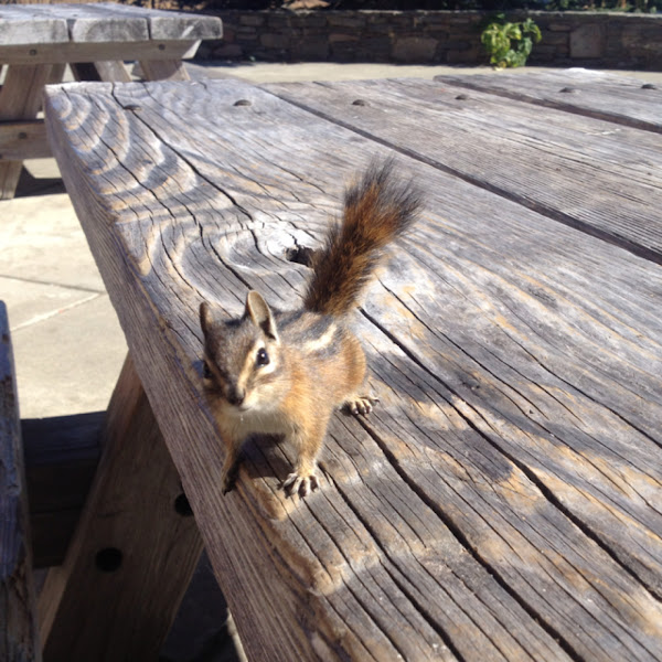 Olympic chipmunk | Project Noah