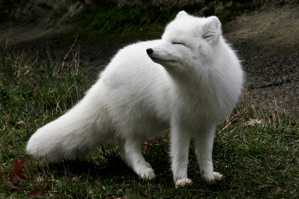Arctic Fox | Project Noah