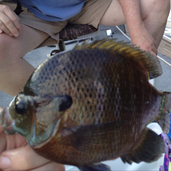 Bull Bream | Project Noah