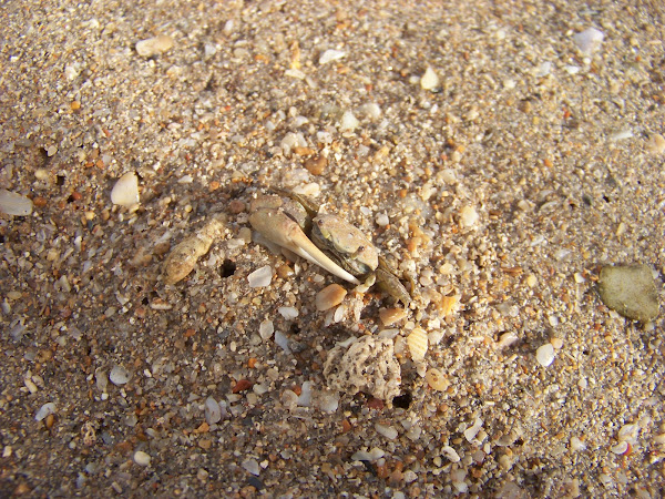 Fiddler Crab | Project Noah