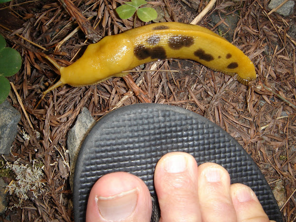 California banana slug | Project Noah