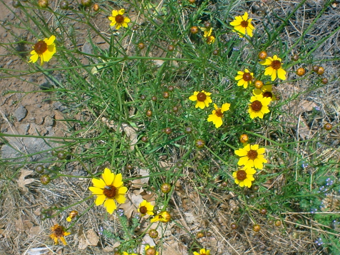 Plains coreopsis | Project Noah
