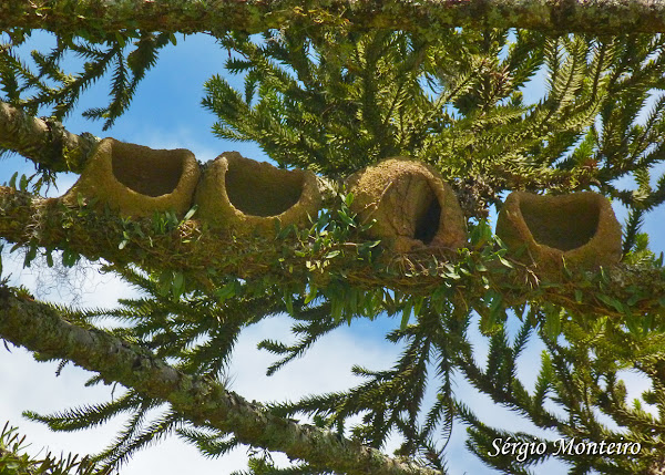 Ninhos de João-de-Barro (Red ovenbird's nests) | Project Noah