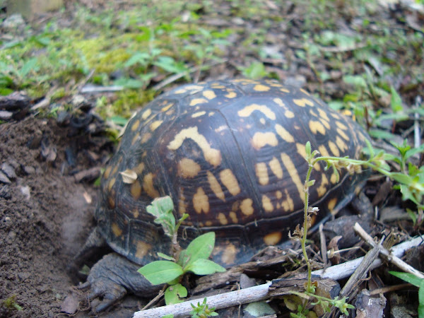 Eastern box turtle (female laying eggs) | Project Noah