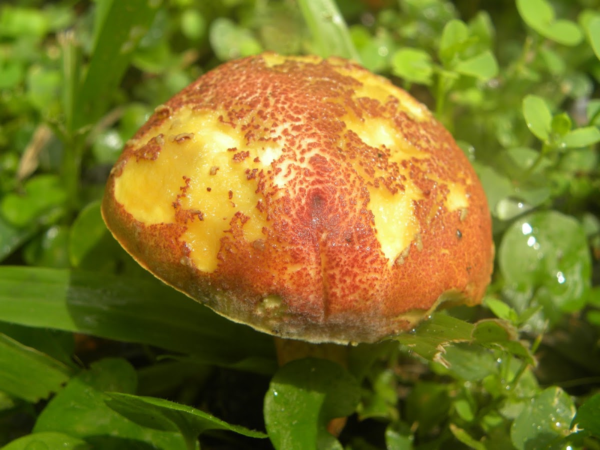 Chestnut Bolete Mushroom | Project Noah