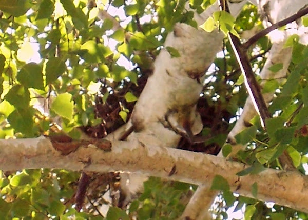 Grey squirrel Drey | Project Noah