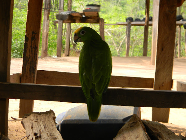 loro real amazónico / Yellow-crowned Amazon | Project Noah
