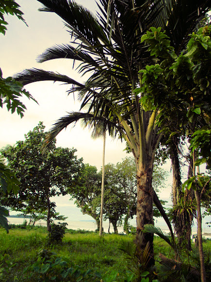 sago palm, sagu, sak sak | Project Noah