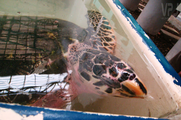 Sea Turtle | Project Noah